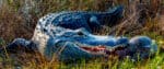 How Many Alligators Live in Oklahoma? - A-Z Animals