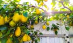 The 12 Best Fruit Trees To Grow In Texas: Plus 3 Helpful Growing Tips ...