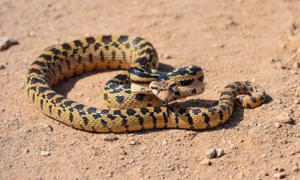 The 4 Largest Deserts in North America are Stunning - A-Z Animals