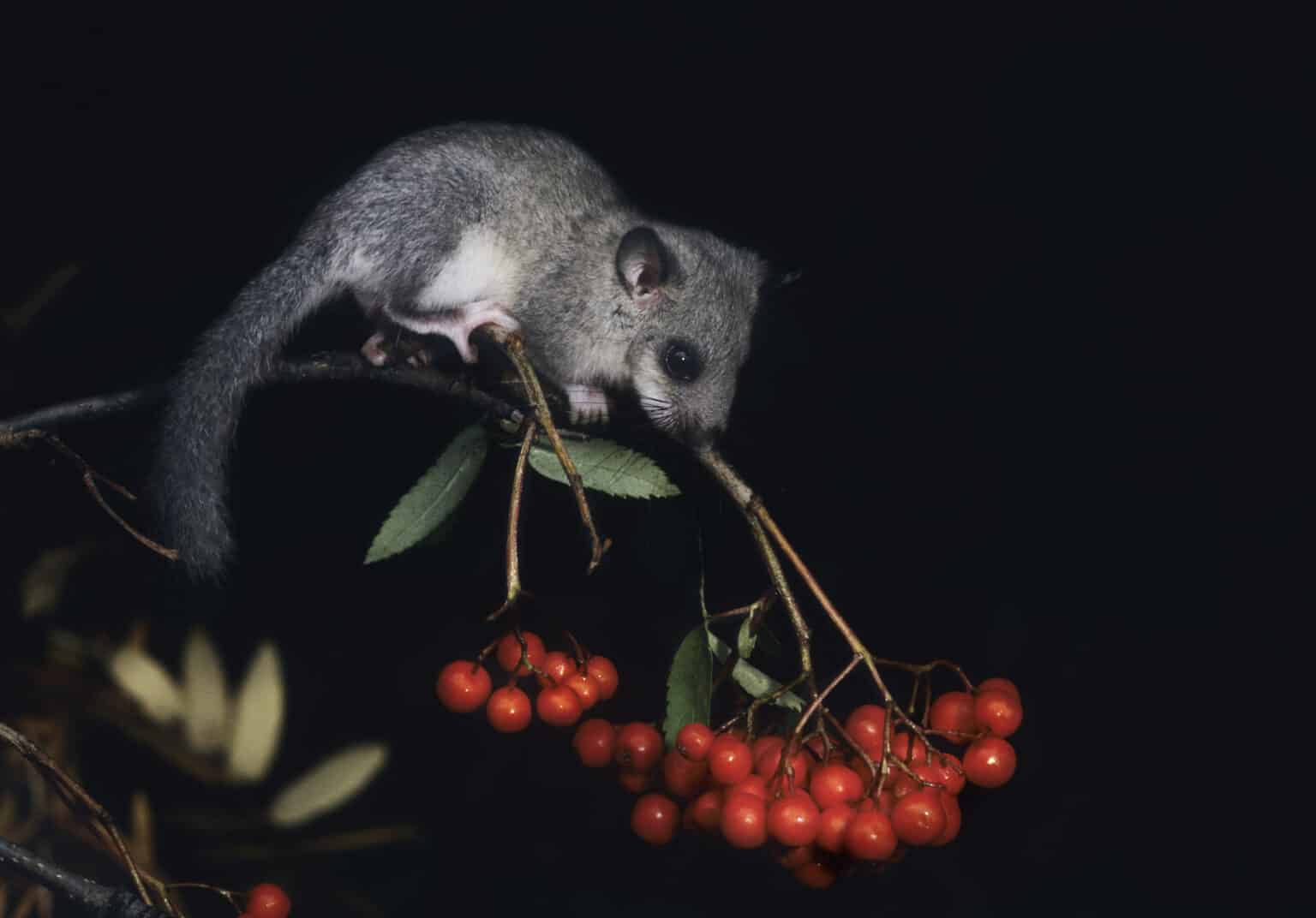 10 Irresistibly Cute Rodents You Won't Believe Exist - A-Z Animals