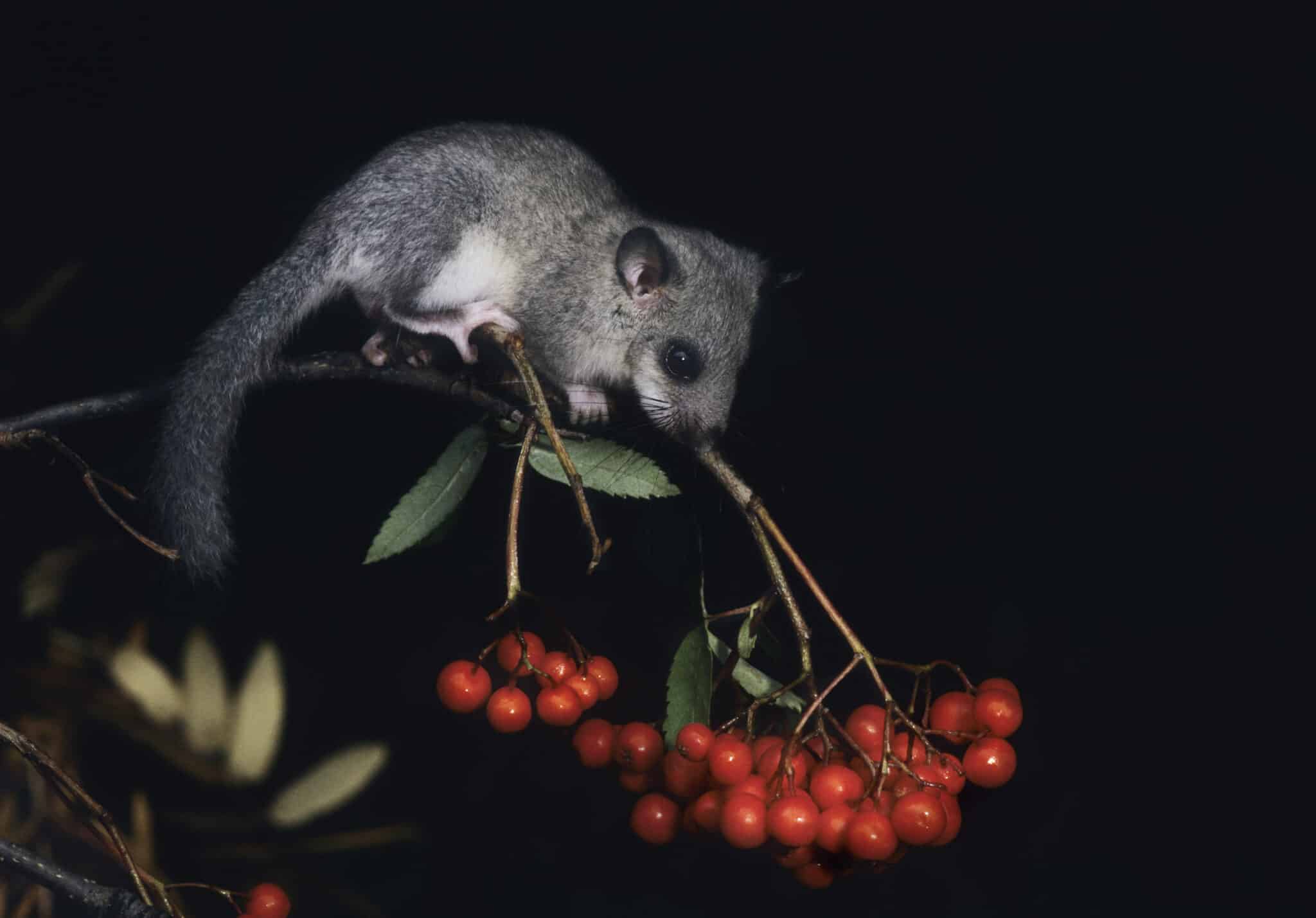 10 Irresistibly Cute Rodents You Won't Believe Exist - A-Z Animals