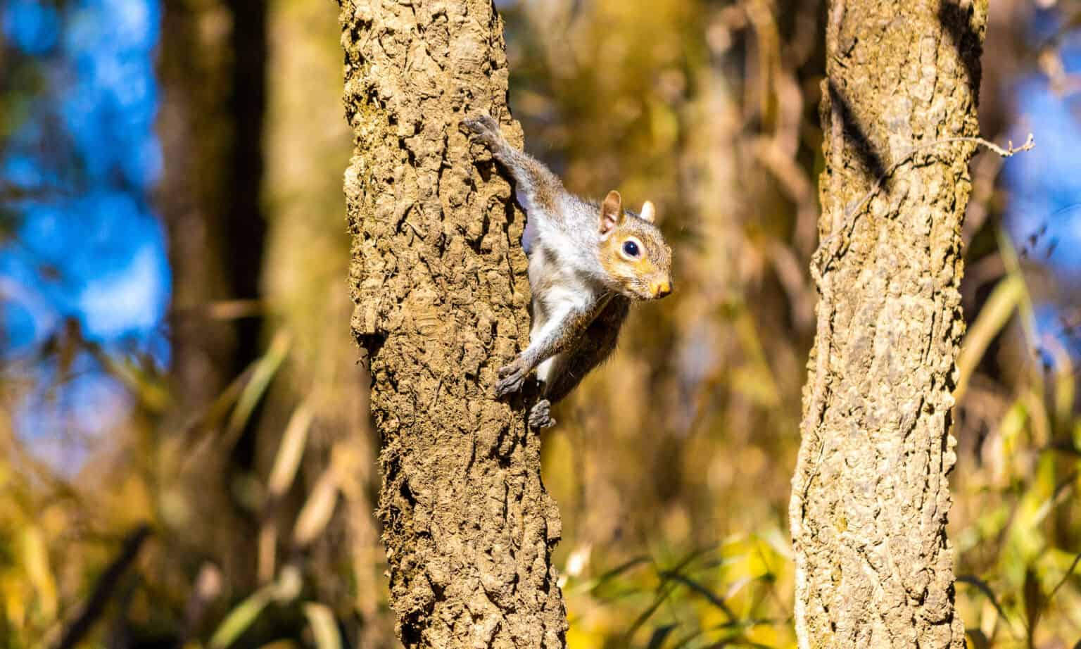 Squirrel Tracks: Identification Guide for Snow, Mud, and More - A-Z Animals