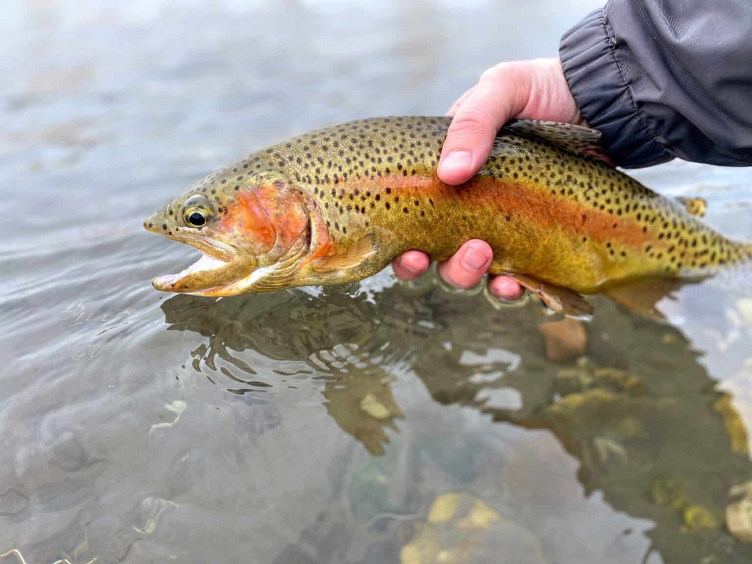 Sea Monsters! The 10 Biggest Trophy Fish Ever Caught in Utah - A-Z Animals