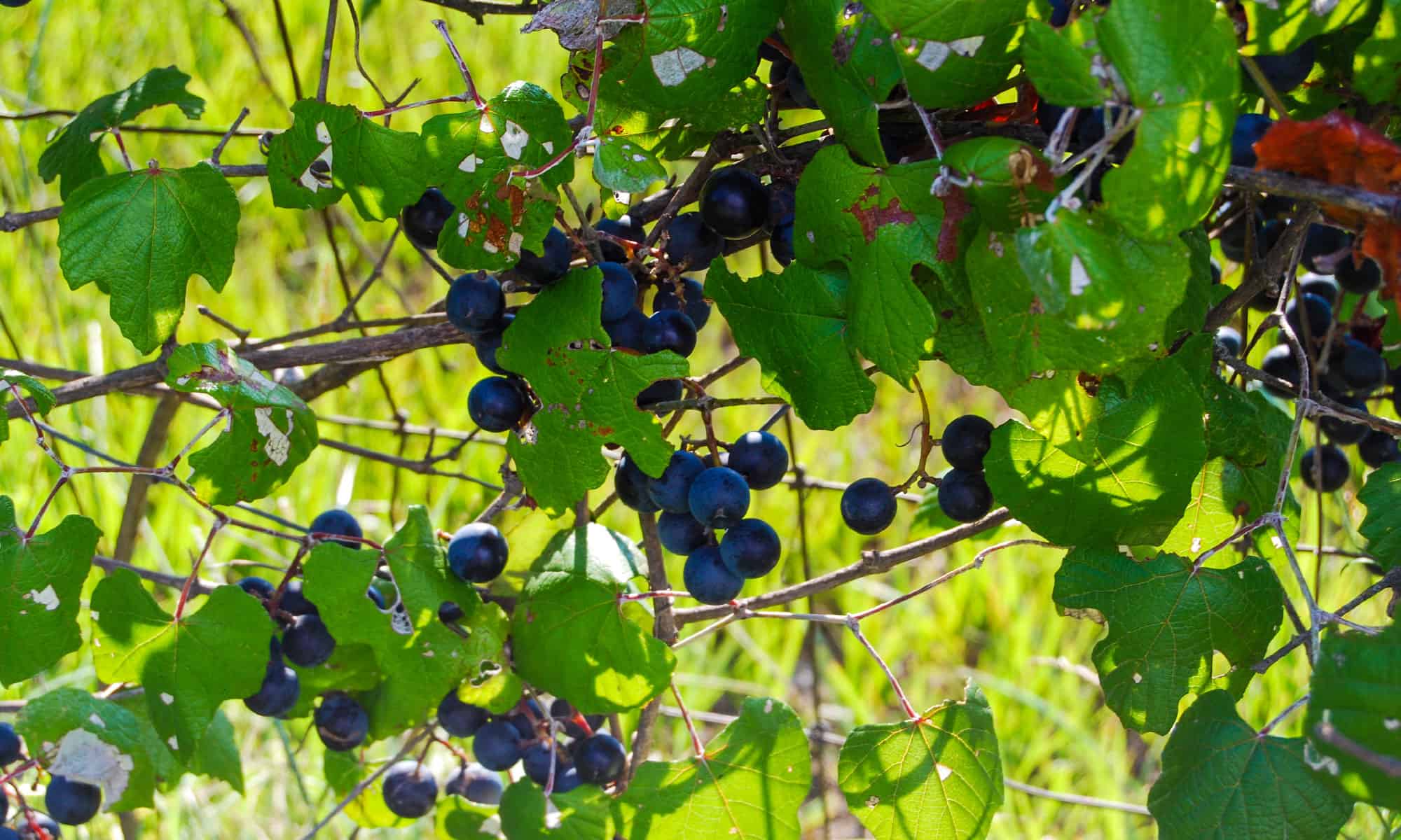 6 Edible Weeds: How To Identify and Use Them - A-Z Animals