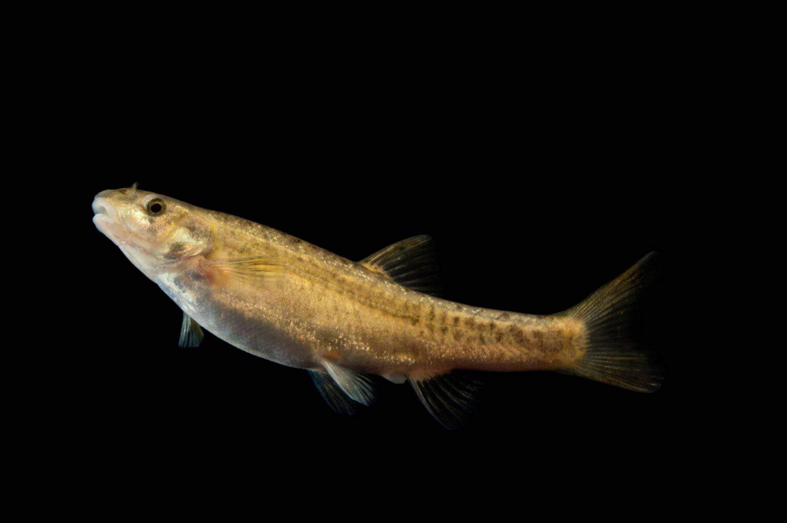 The Fish That Make the Snake River One of America’s Great Waterways - A ...