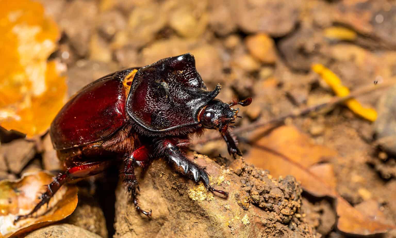 Discover 10 Types of Brown Beetles - A-Z Animals
