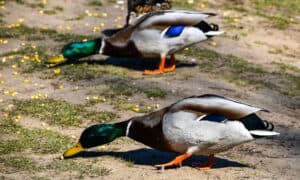 Duck Quiz: Test Your Knowledge! - A-Z Animals