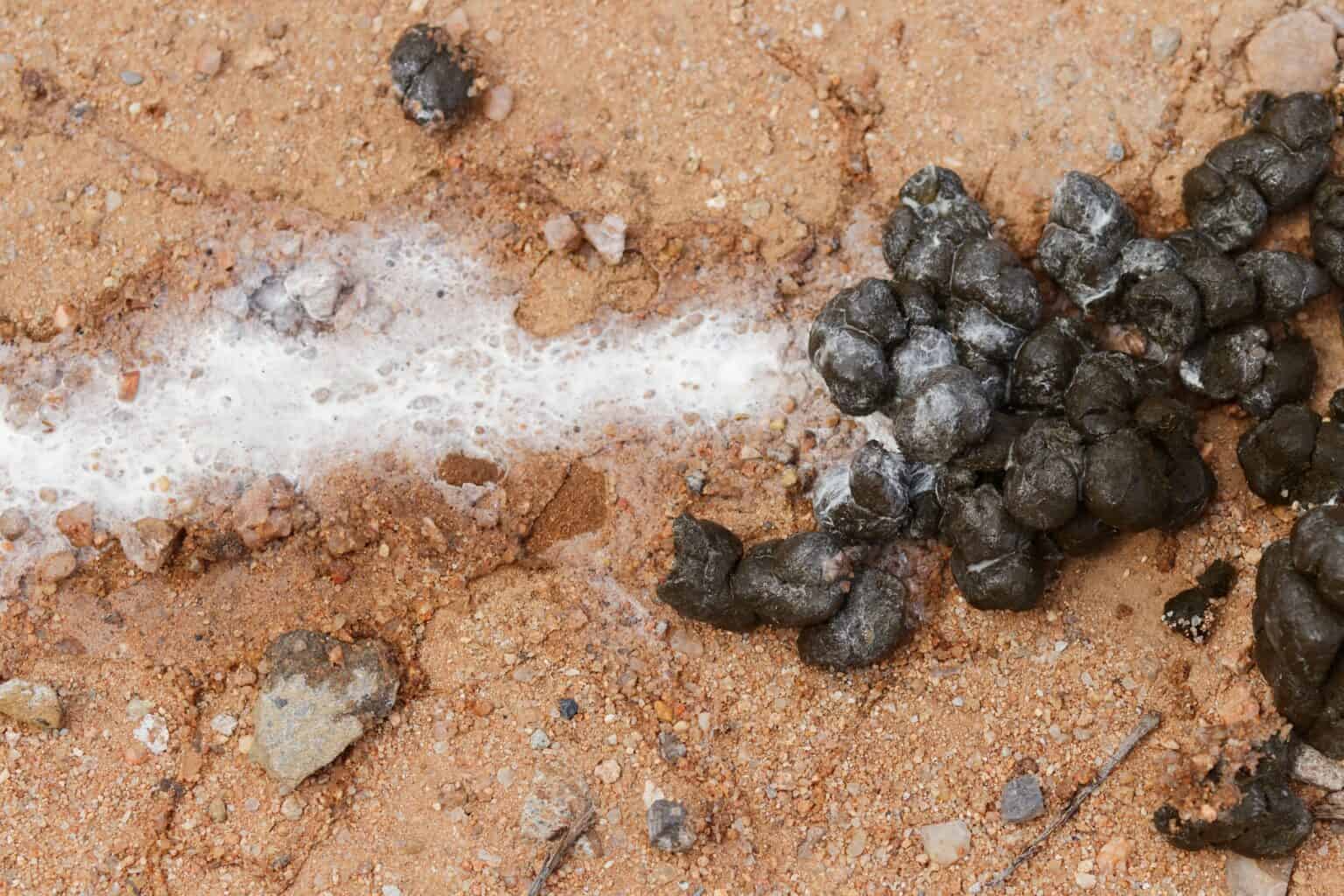 Ostrich Poop: Everything You've Ever Wanted to Know - A-Z Animals