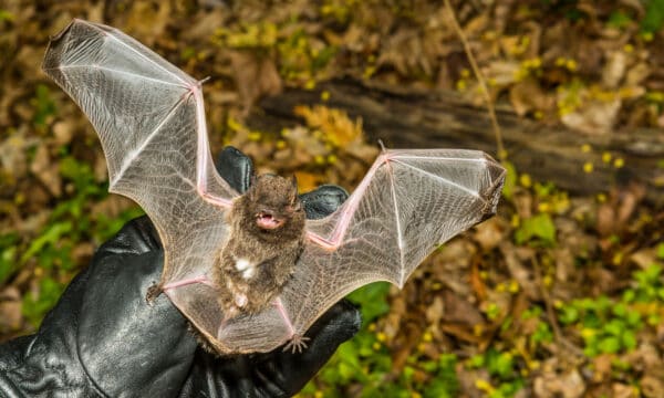 20 Bats in Texas - A-Z Animals