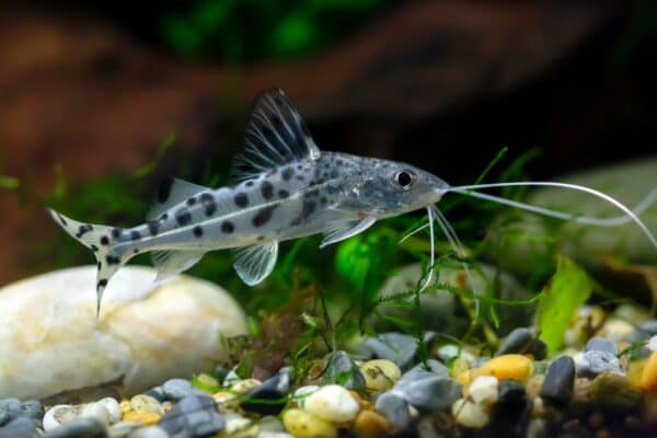 Pictus Catfish Animal Facts - Pimelodus pictus - A-Z Animals