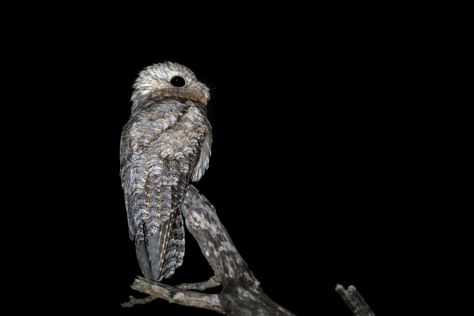Not Just Owls, Discover 7 Other Types of Night Birds - A-Z Animals