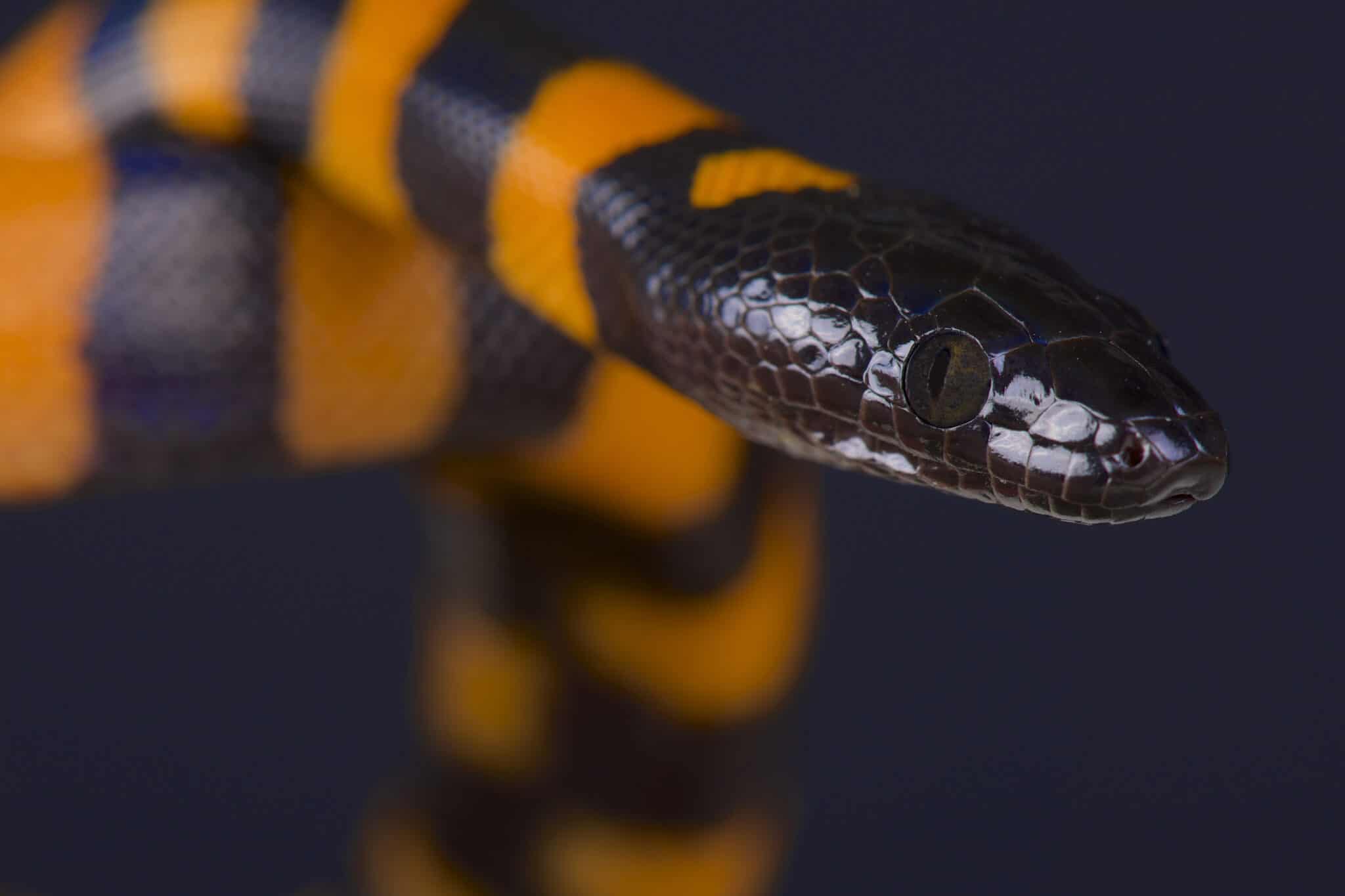 Bismarck Ringed Python Animal Facts - Bothrochilus boa - A-Z Animals