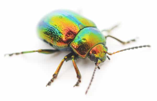 Scarab Beetle Animal Facts - A-Z Animals