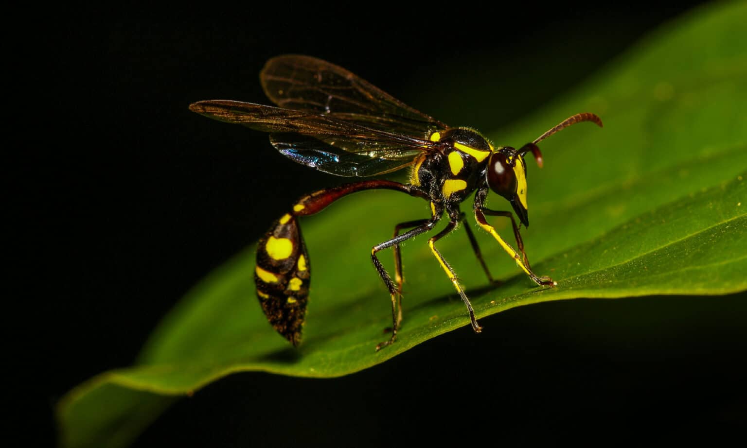 Yellow and Black Wasp: What Could It Be? - A-Z Animals