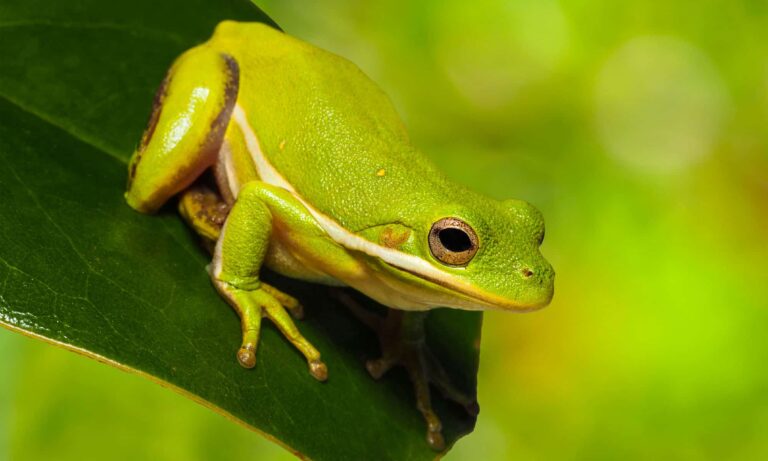 Where Do Tree Frogs Go in the Winter? - A-Z Animals