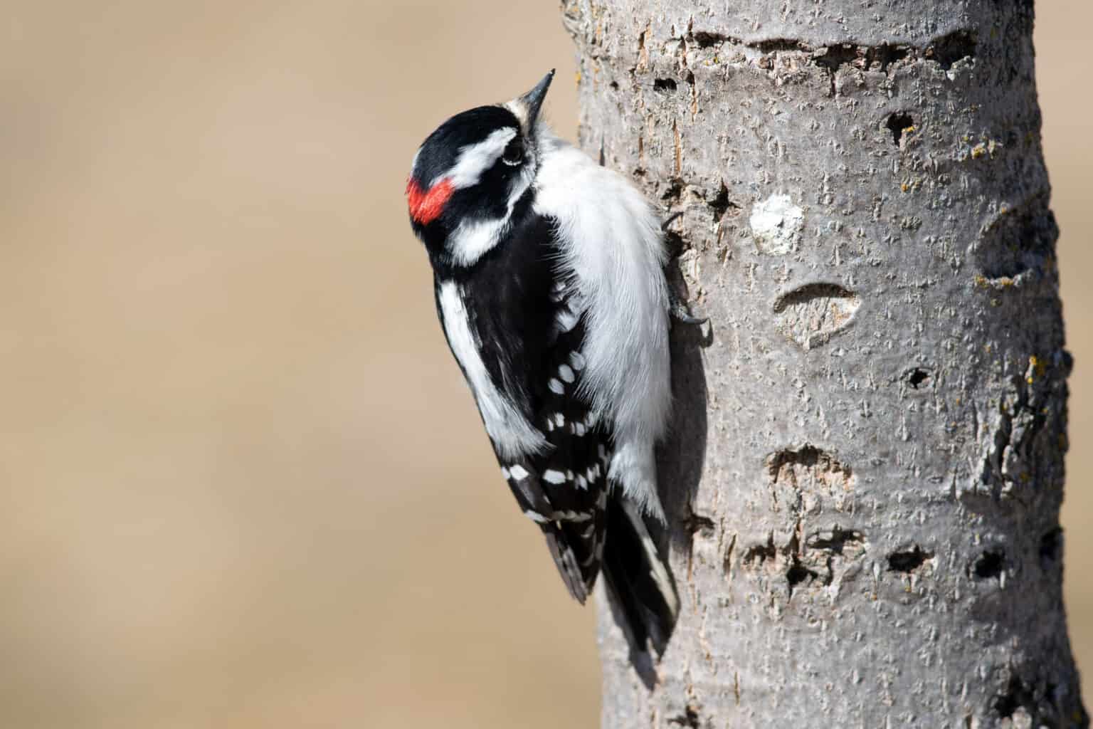 Discover Every Type of Woodpecker and Where to Spot Them - A-Z Animals