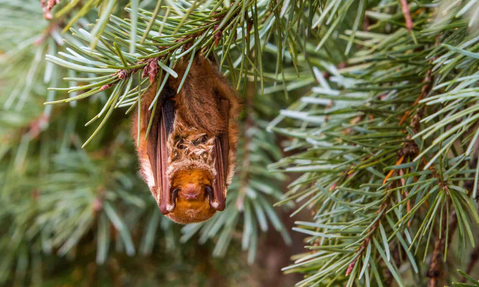 13 Bats in Ohio: Most Common Type and Risks - A-Z Animals