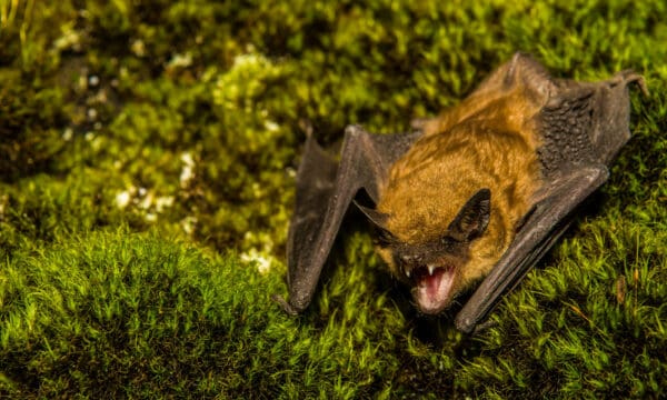 20 Bats in Texas - A-Z Animals