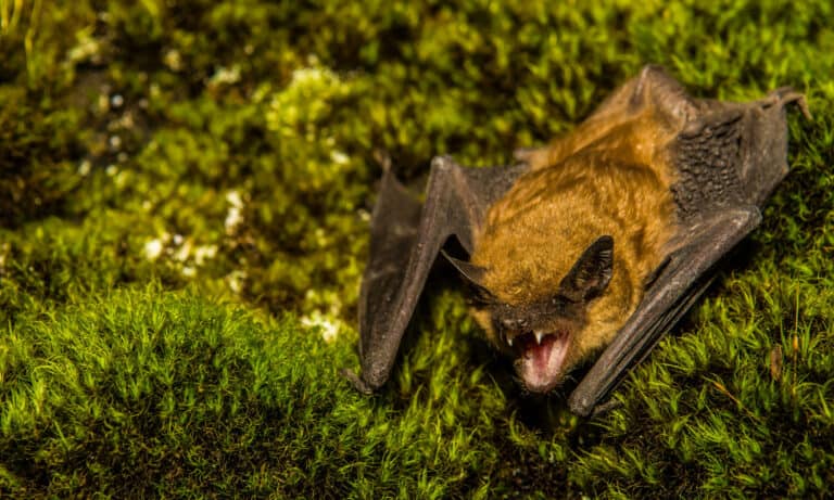 Meet 7 Types of Bats on the Mississippi River - A-Z Animals