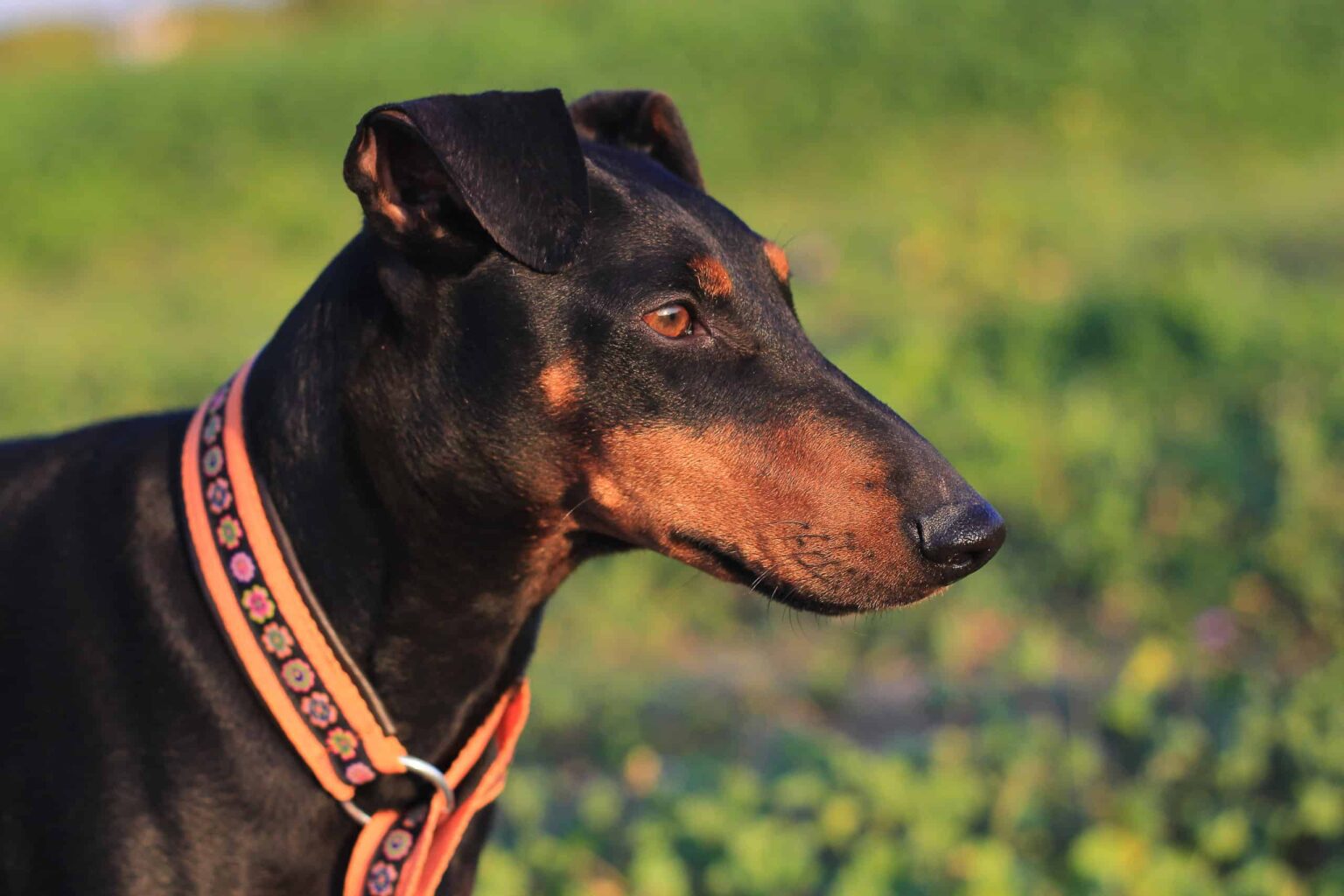 9 Best Watchdog Breeds - A-Z Animals