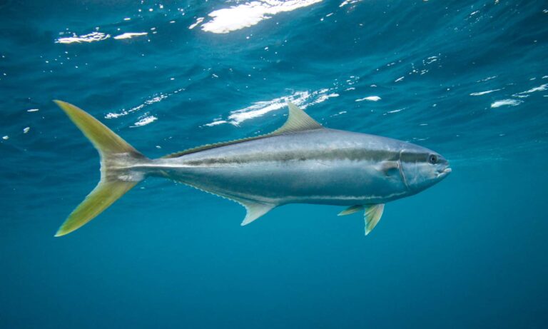 Discover 10 Spectacular Fish Found in New Zealand - A-Z Animals