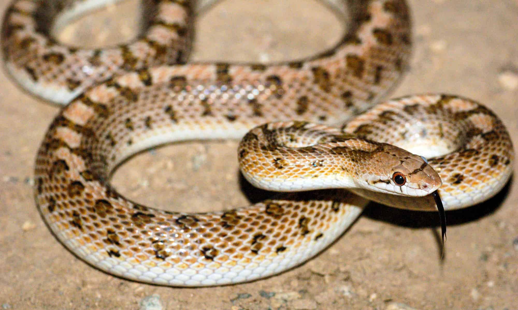 Eastern Fence Lizard Animal Facts - Sceloporus undulatus - A-Z Animals
