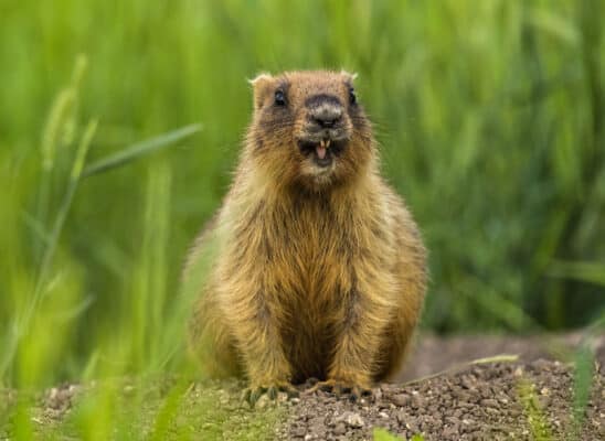 Discover the 10 Official State Animals of Ohio - A-Z Animals