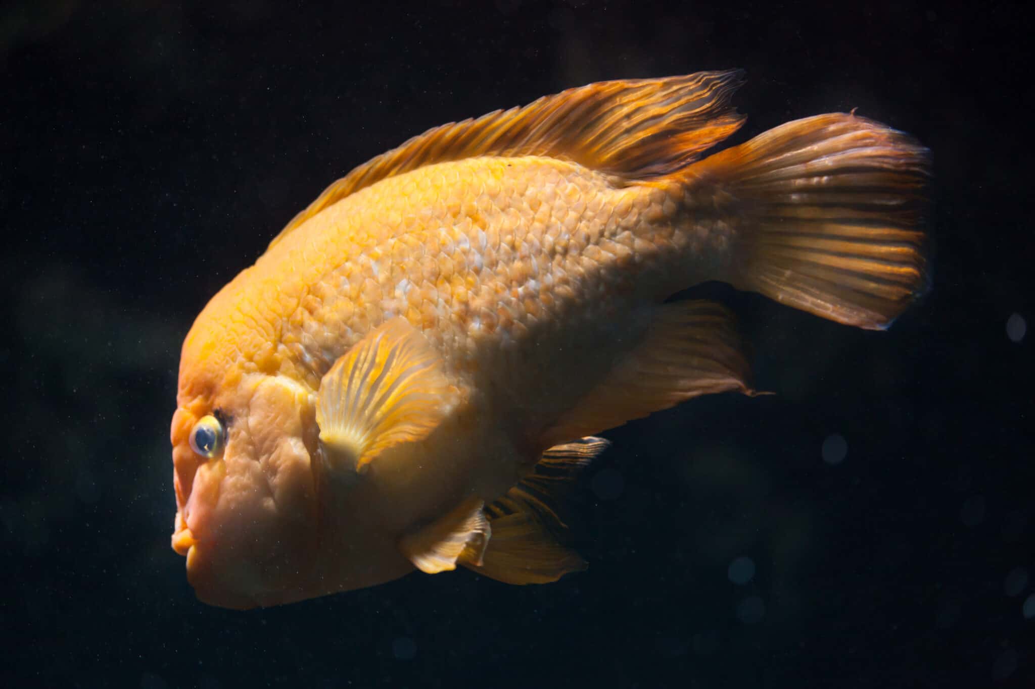 Midas Cichlid vs Red Devil - A-Z Animals