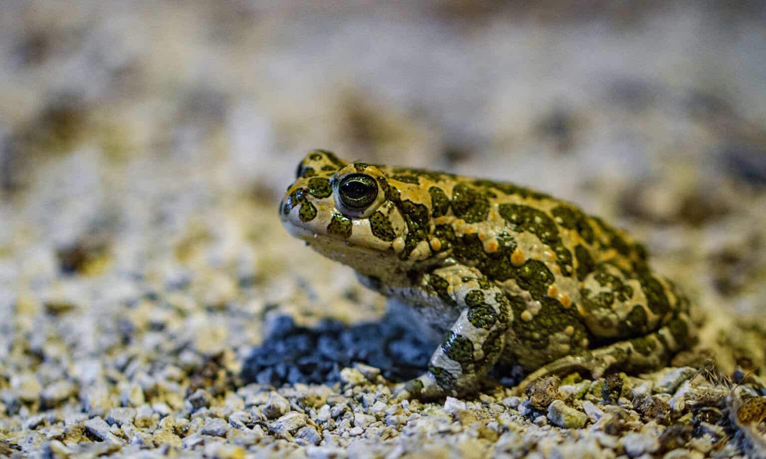 8 Poisonous Toads in Texas - A-Z Animals