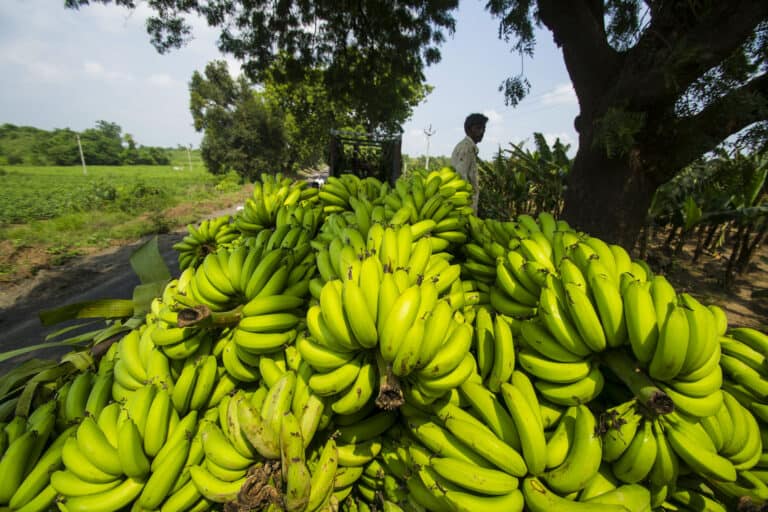 The Top 10 Countries That Grow the Most Bananas - A-Z Animals