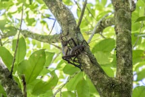 Giant Weta Insect Facts - Deinacrida - A-Z Animals
