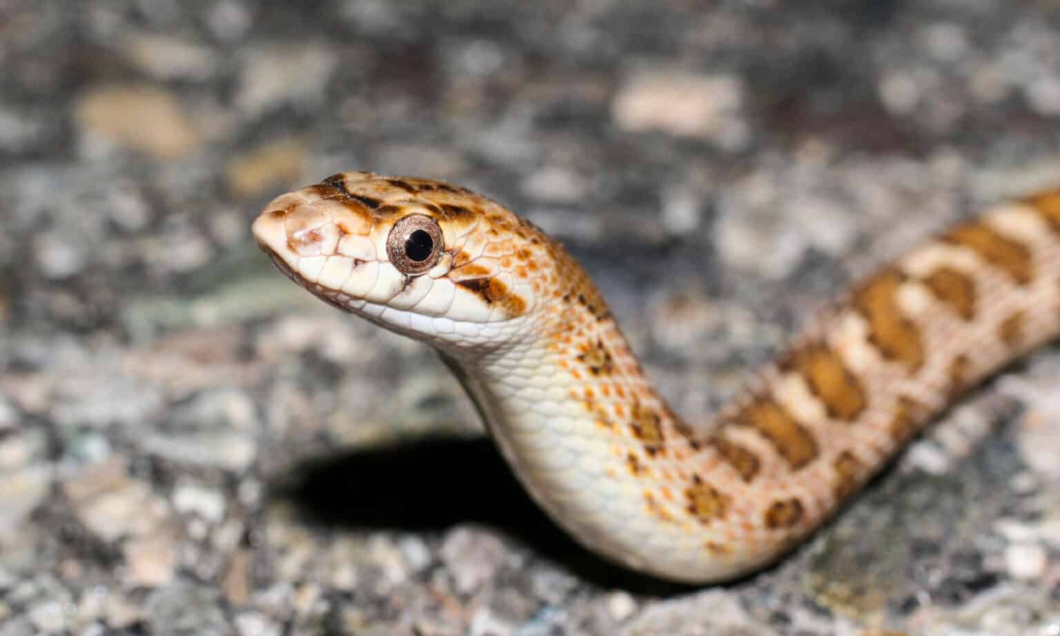 Discover the Largest Glossy Snake Ever Discovered - A-Z Animals