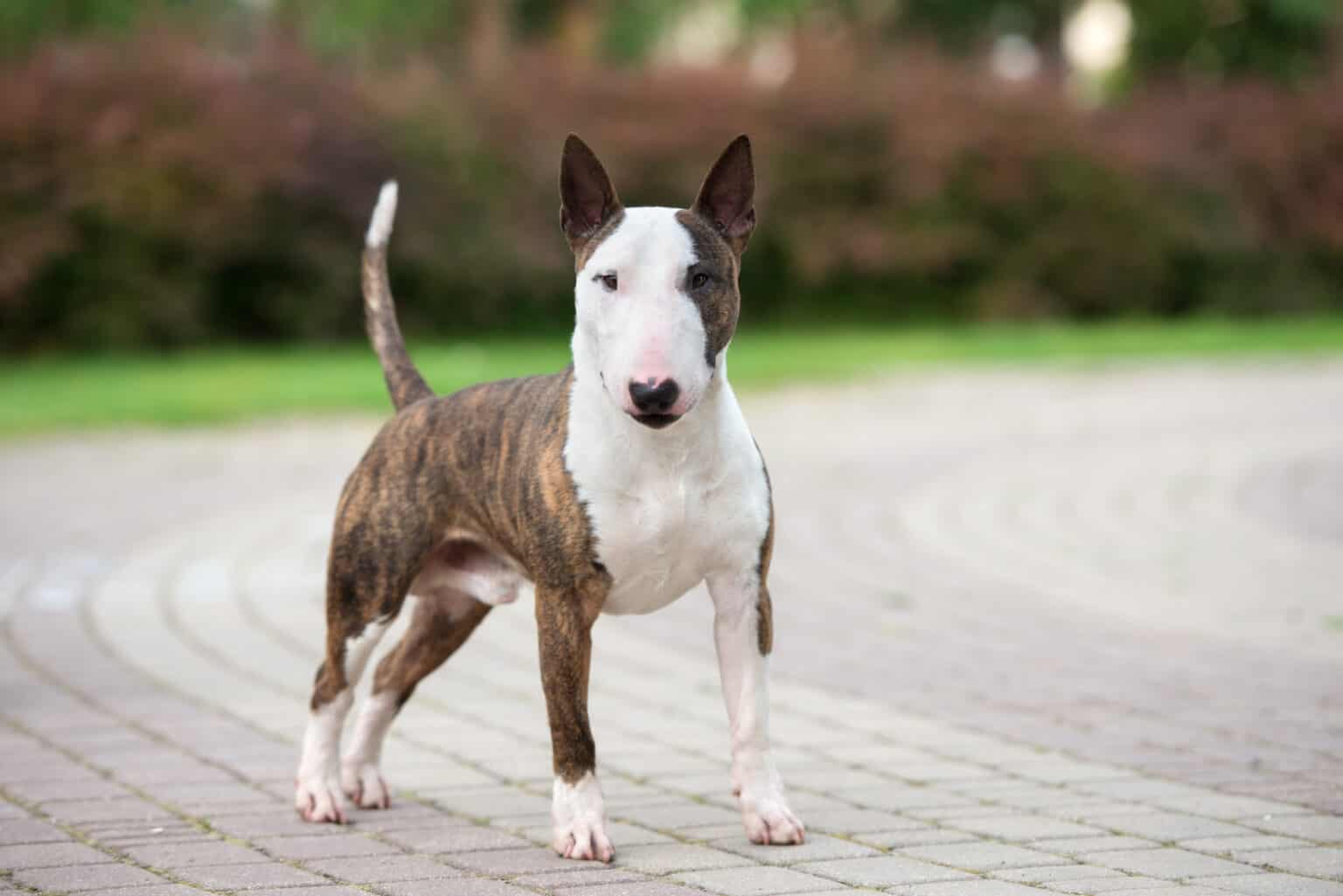 Bull Terrier Progression: Growth Chart, Milestones, and Training Tips ...