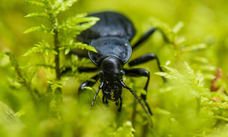 15 Types of Beetles in Texas - A-Z Animals