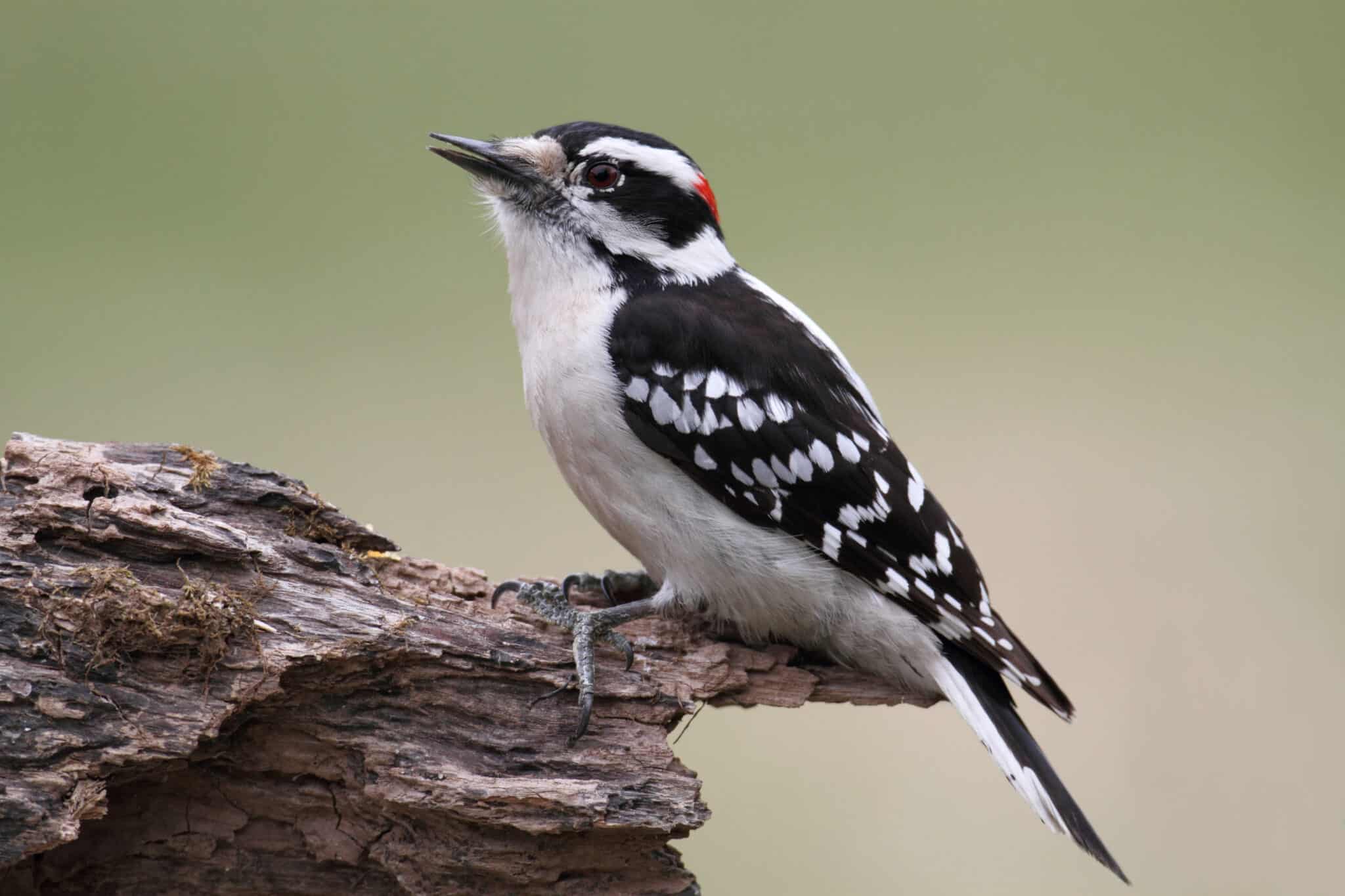 8 Most Common Types Of Birds In Florida - A-Z Animals
