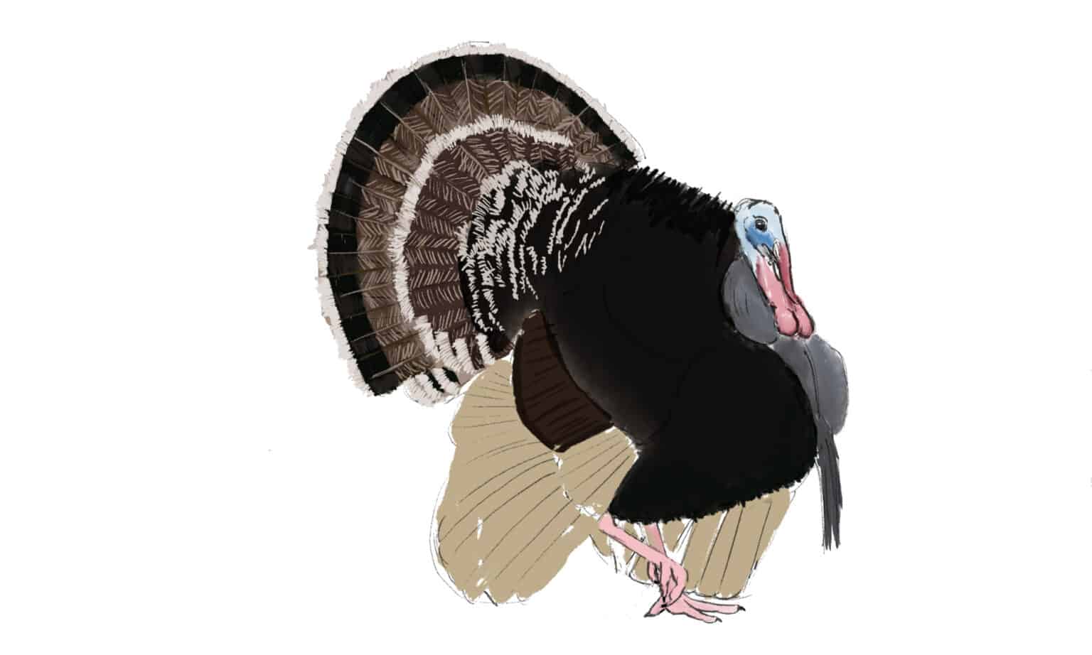 How To Draw A Turkey in 6 Easy Steps - A-Z Animals
