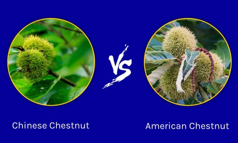 Chinese Chestnut vs American Chestnut: Is There a Difference? - A-Z Animals