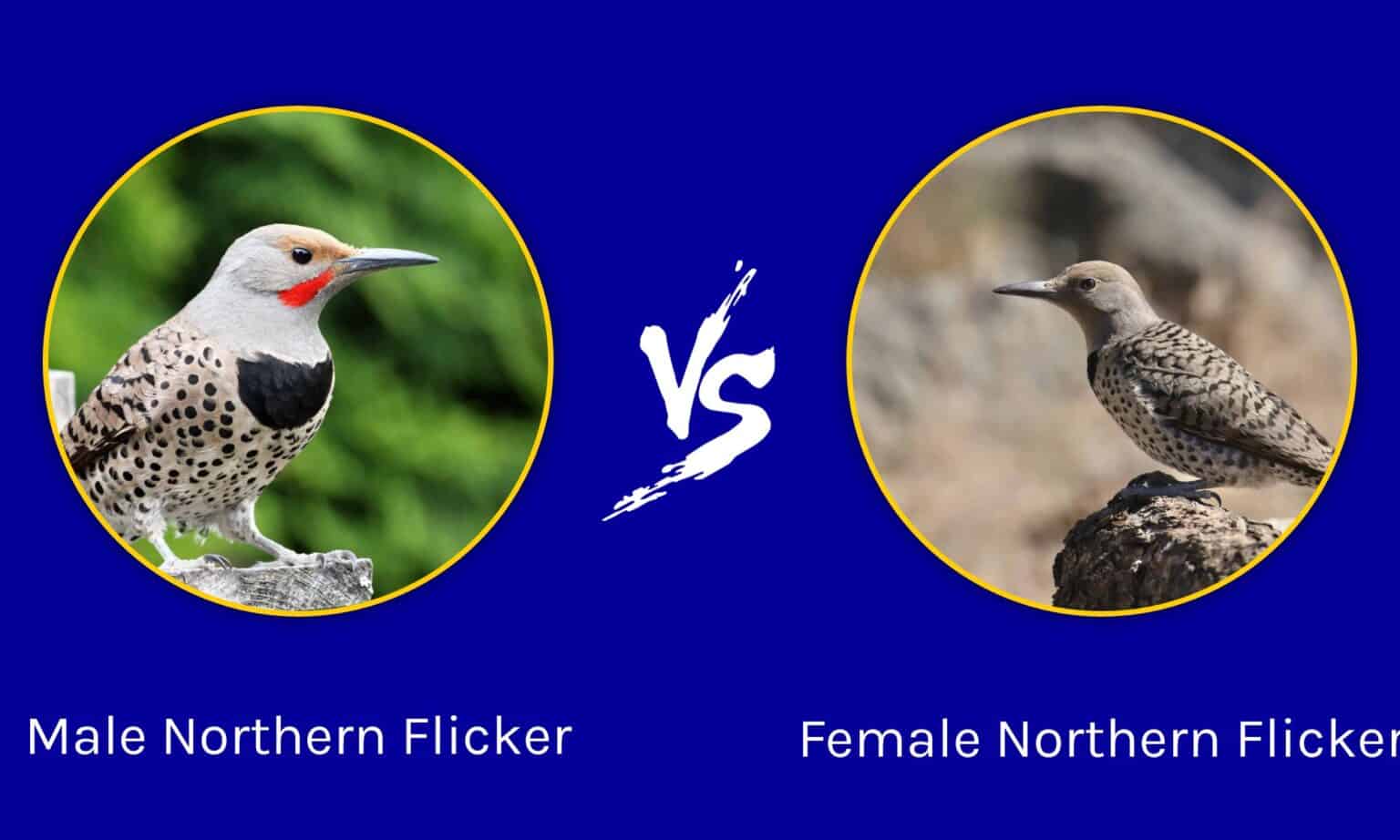 Male vs. Female Northern Flicker: What are Their Differences? - A-Z Animals