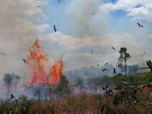 Australian Firehawk Animal Facts - Milvus migrans - A-Z Animals