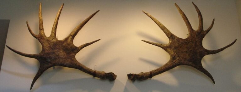 Extinct Giant Moose and 4 Other Massive Prehistoric Deer - A-Z Animals