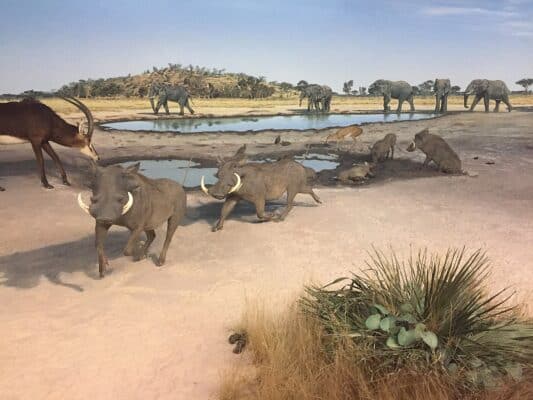 Warthog Animal Facts - Phacochoerus africanus - A-Z Animals