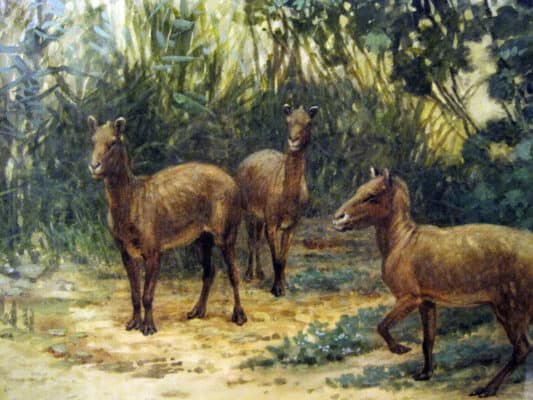 Discover 4 Extinct Horse Species! - A-Z Animals