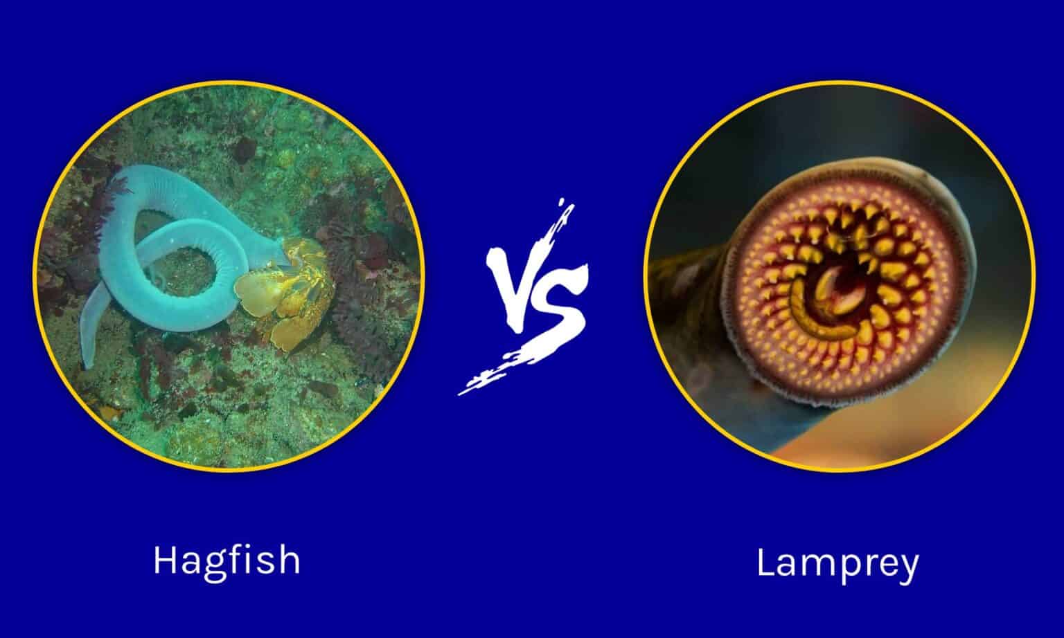 Hagfish vs. Lamprey: 5 Key Differences - A-Z Animals