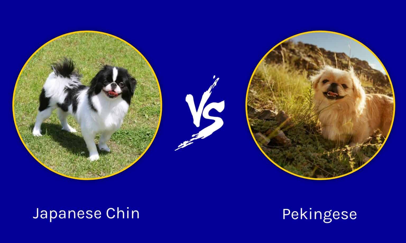 Japanese Chin vs Pekingese: What are the Differences? - A-Z Animals