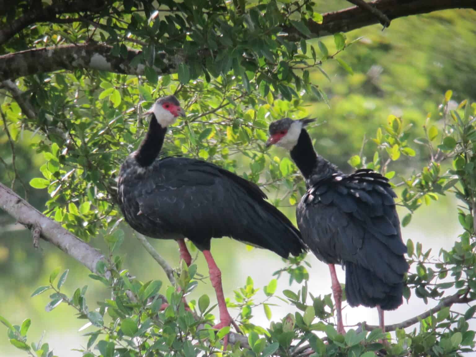 Northern Screamer Bird Facts - Chauna Chavaria - A-Z Animals