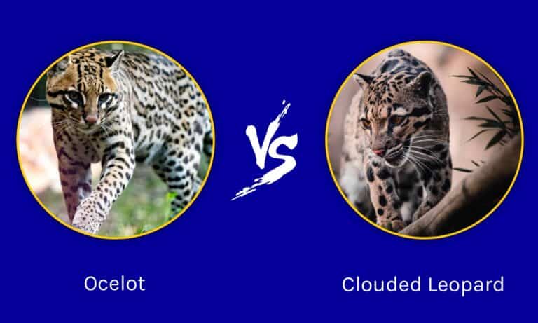 Ocelot vs Clouded Leopard: What are the Differences? - A-Z Animals