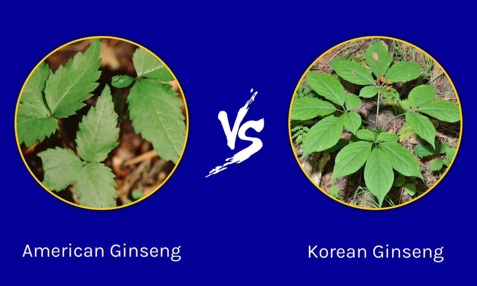 American Ginseng vs. Panax Ginseng - A-Z Animals
