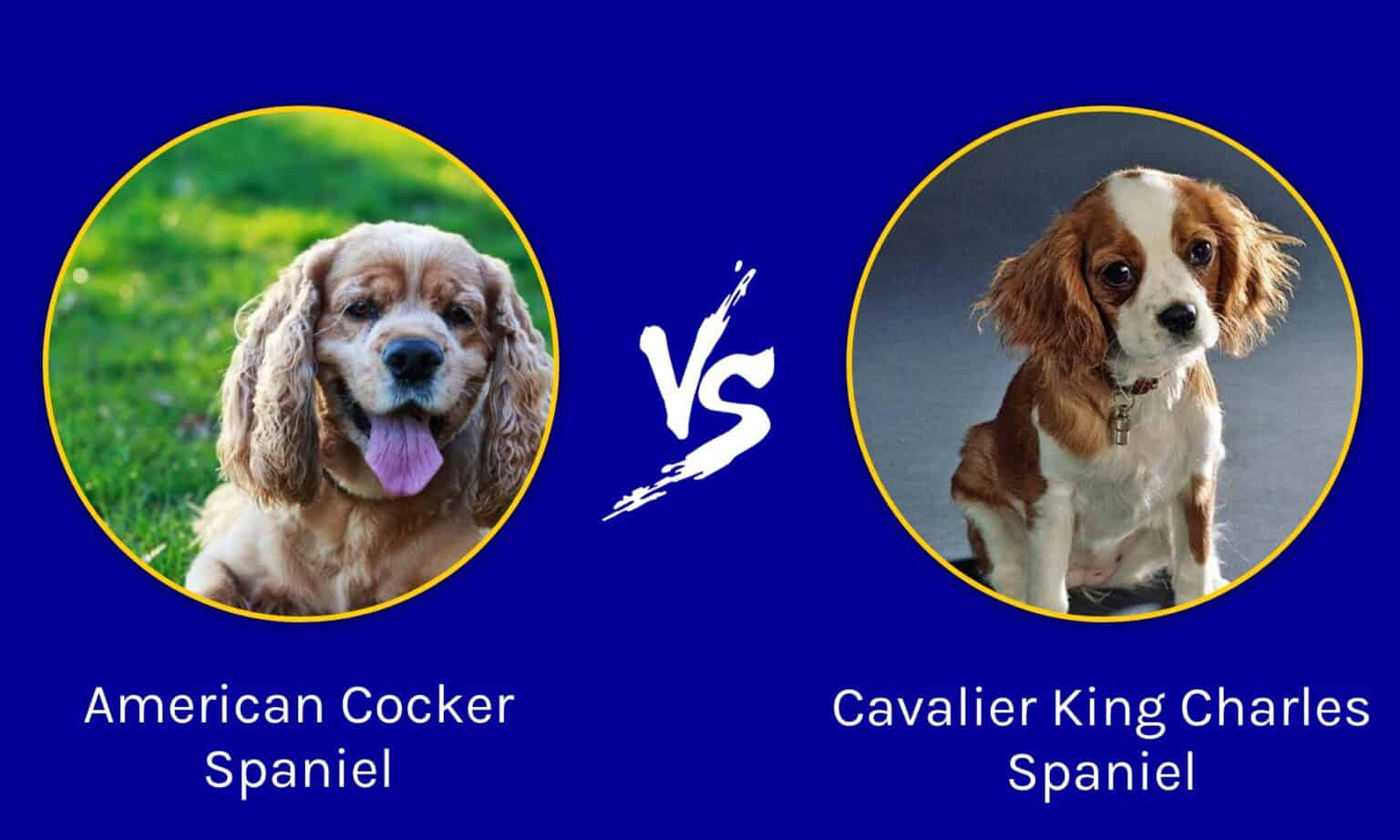American Cocker Spaniel vs Cavalier King Charles Spaniel: What's the ...