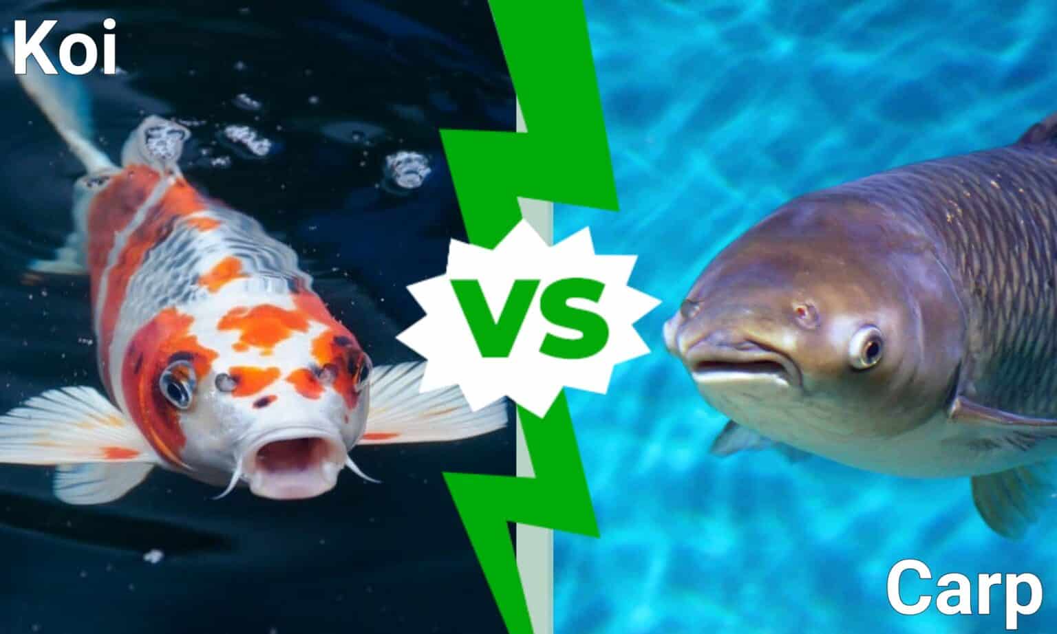 Carp vs Koi: 4 Main Differences Explained - A-Z Animals