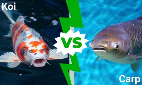 Carp vs Koi: 4 Main Differences Explained - A-Z Animals